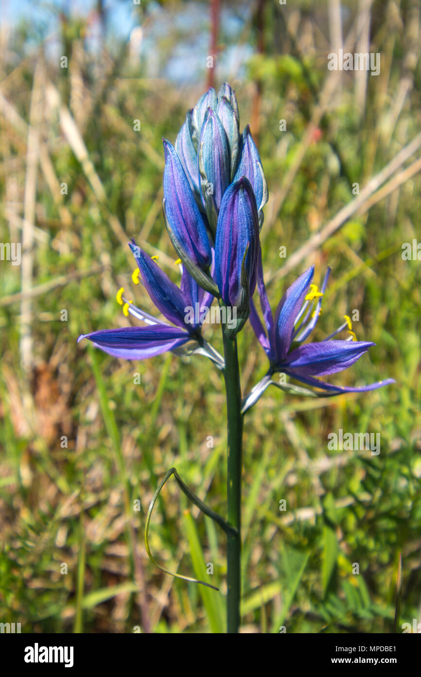 Camas - Camassia quamash - plant in flower, Hornby Island, BC, Canada ...