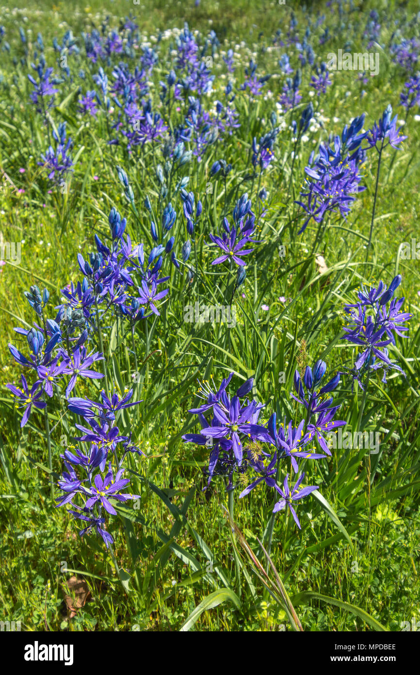 Camas plant hi-res stock photography and images - Alamy