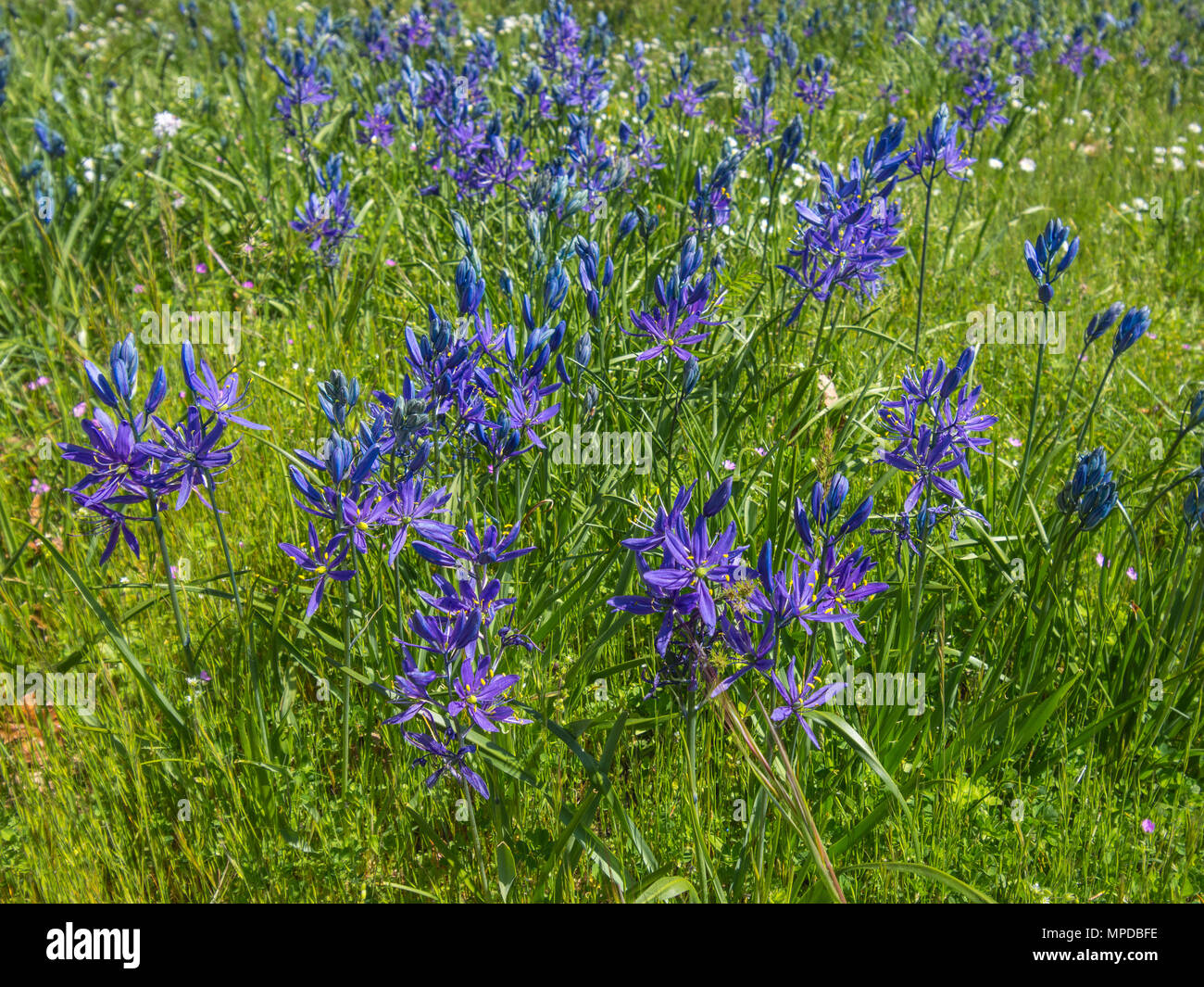 Camas flowers hi-res stock photography and images - Alamy