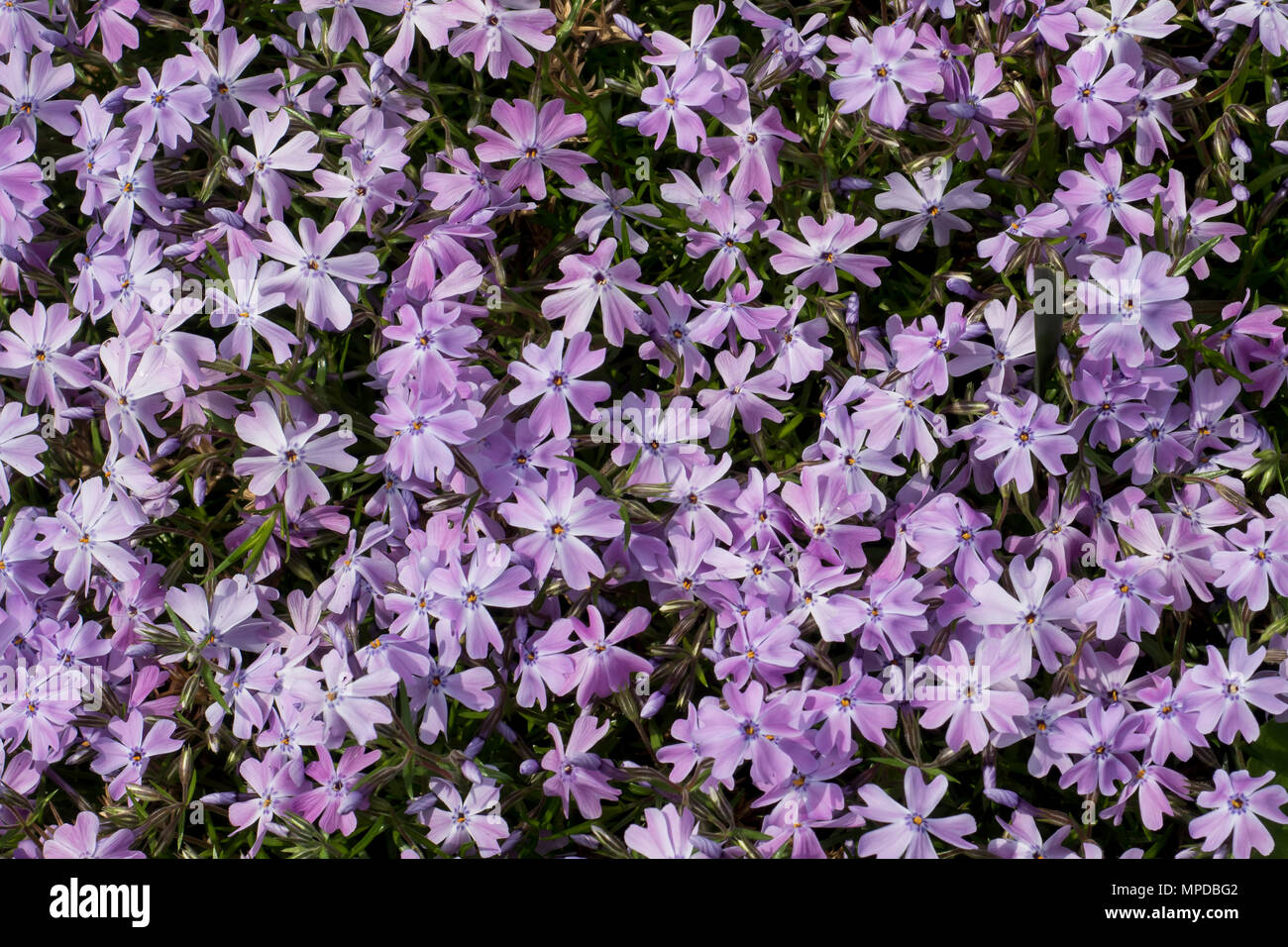 Light purple small flowers in the garden in the forest. Simple and ...