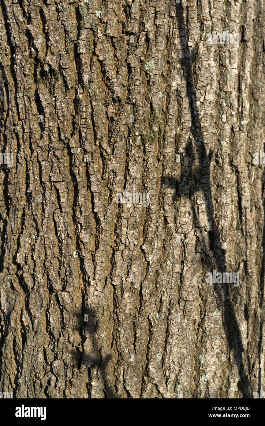 background, texture - sunlit tree bark poplar with shadows from young ...