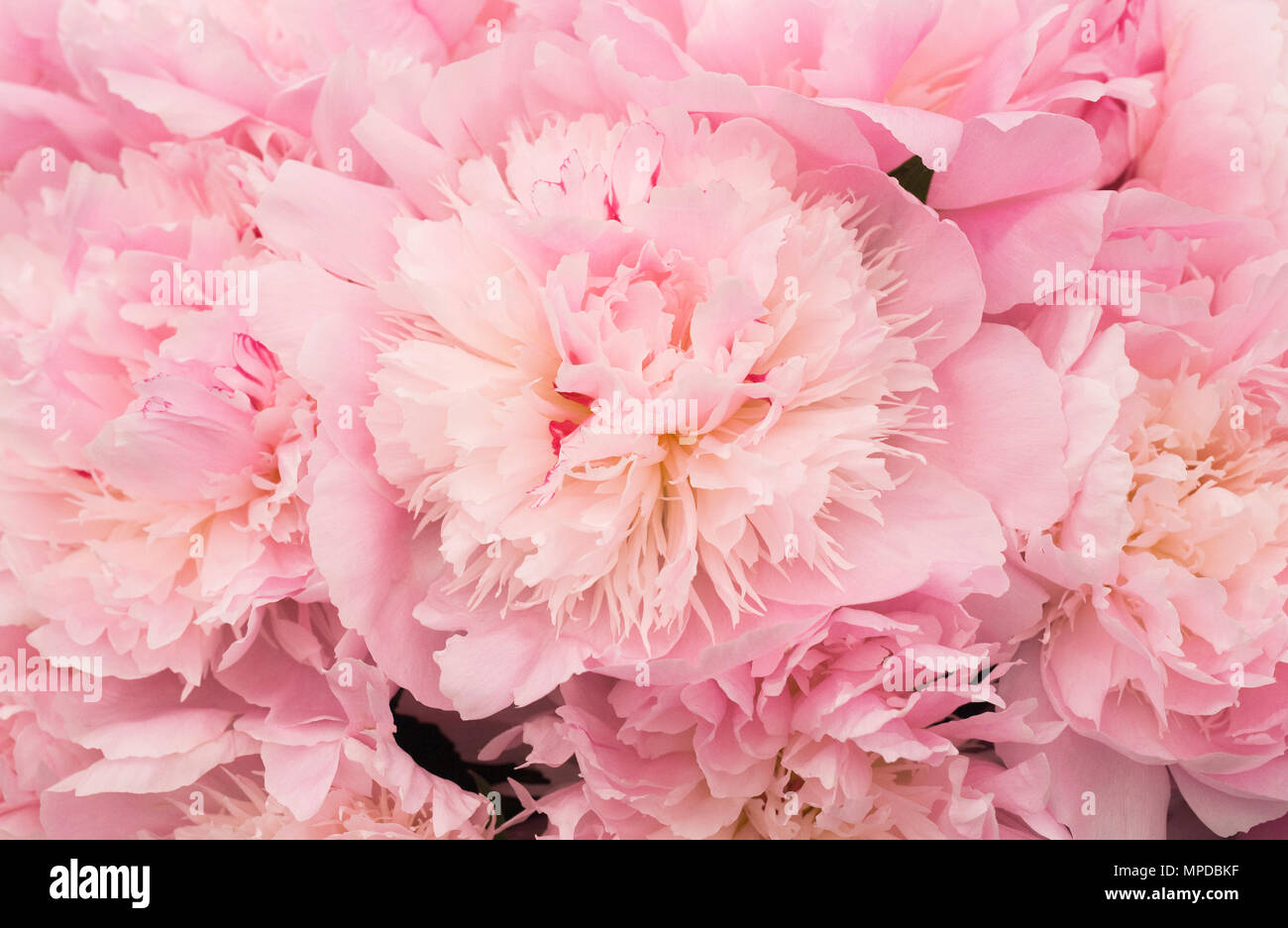 Paeonia lactiflora alertie hi-res stock photography and images - Alamy