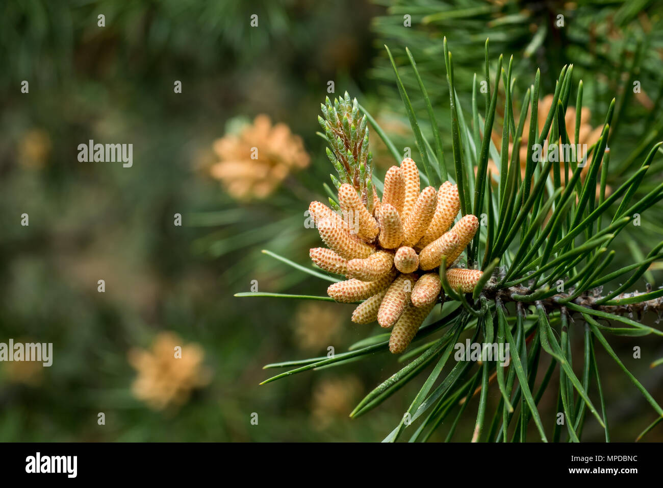 Flowering young coniferous trees in the spring in the forest Stock ...
