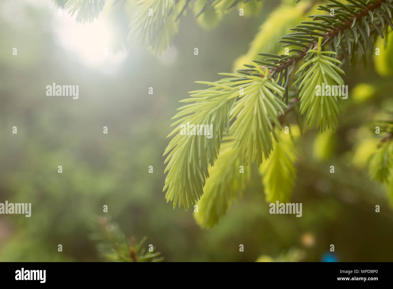 Flowering young coniferous trees in the spring in the forest Stock ...