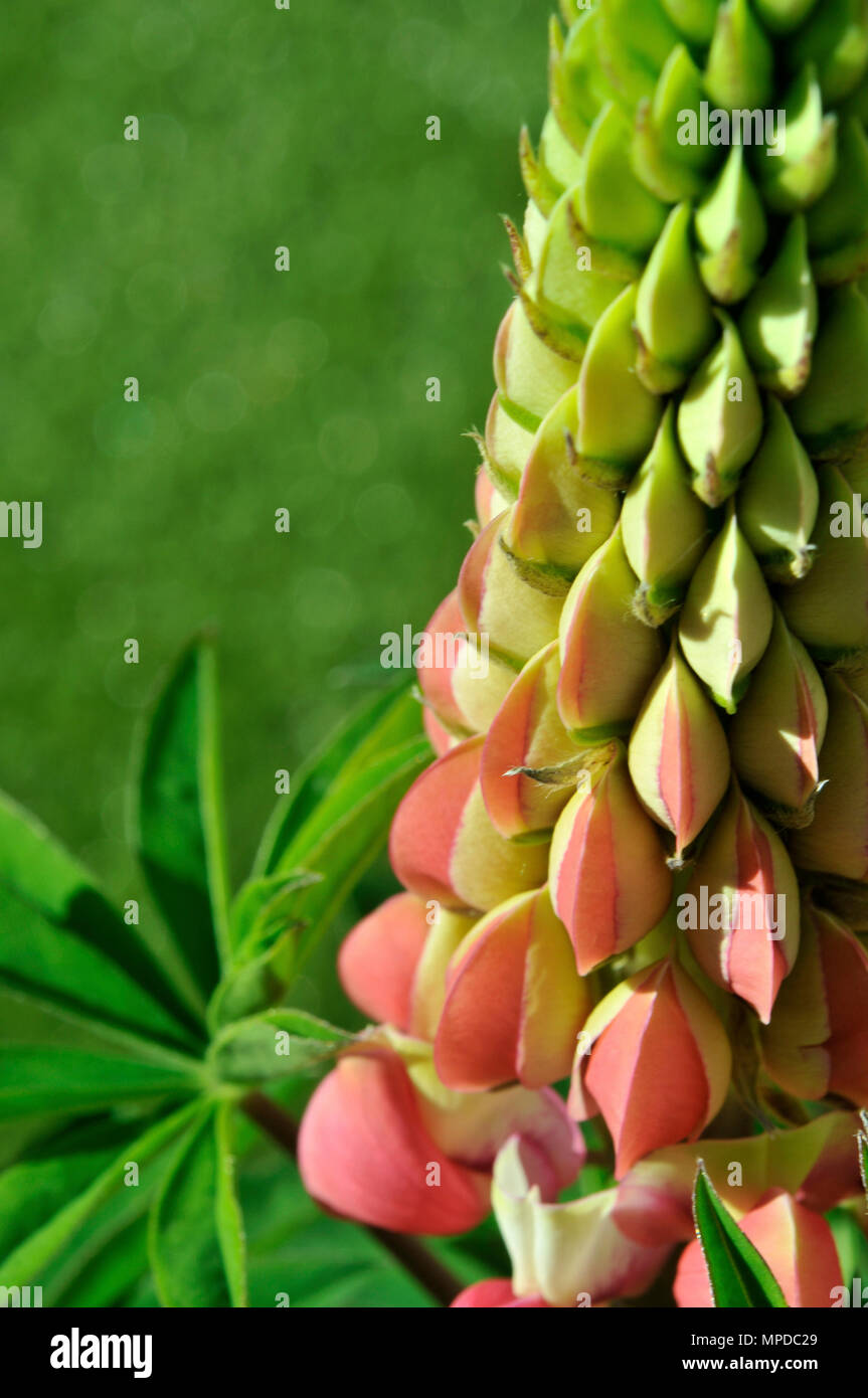 Lupinus masterpiece hi-res stock photography and images - Alamy