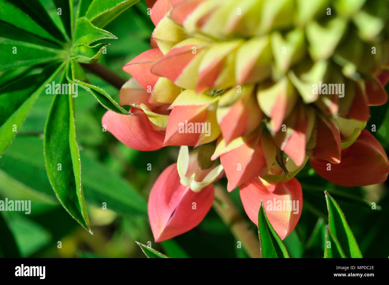 Border planted with lupinus masterpiece hi-res stock photography and ...