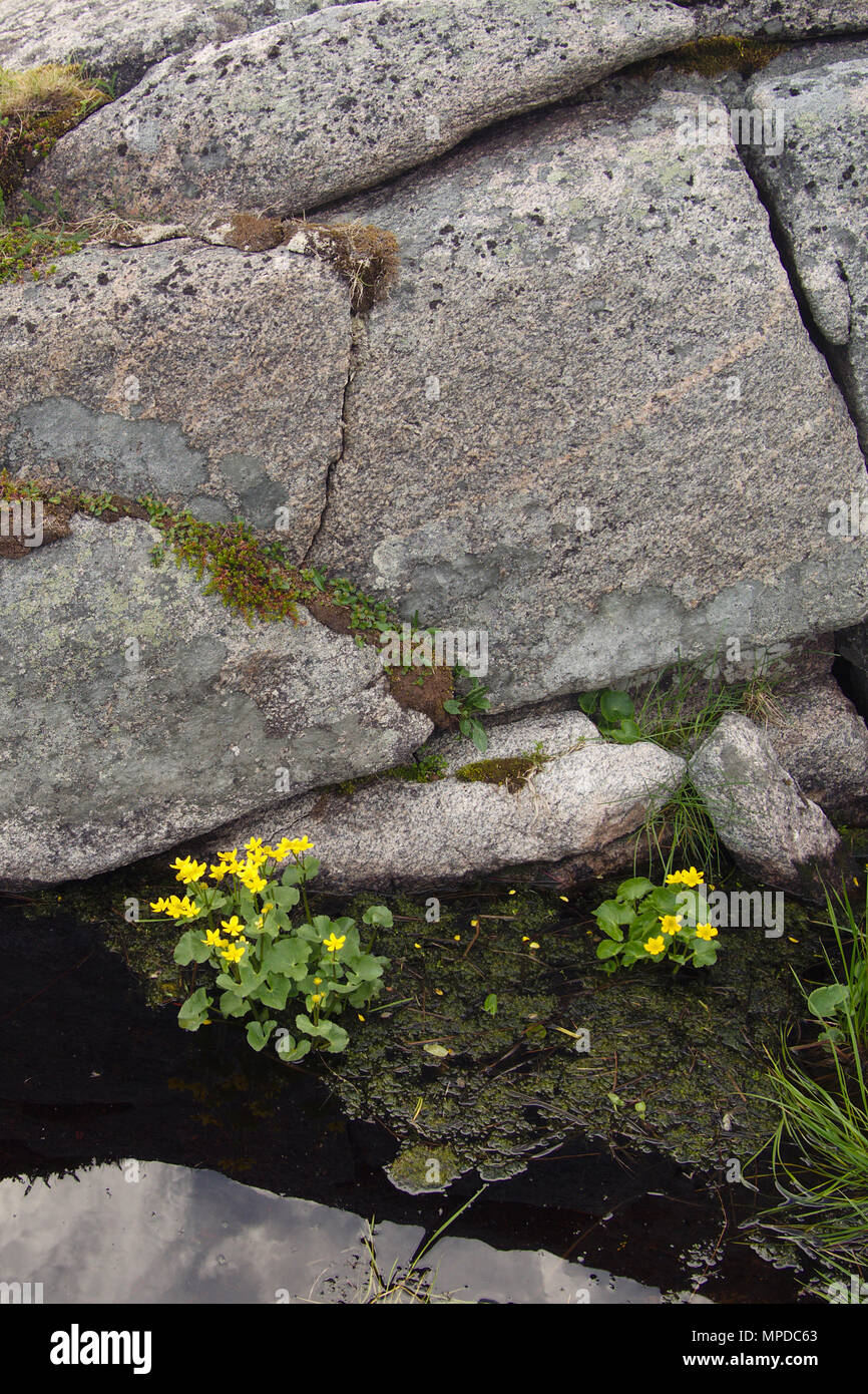 In crevices hi-res stock photography and images - Alamy