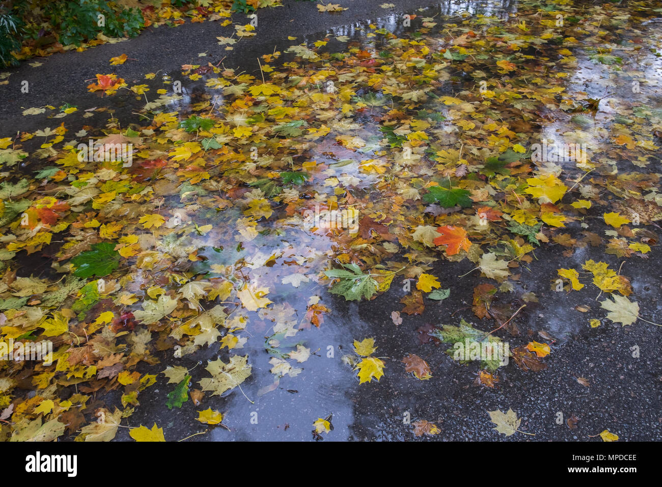 Pool rain park hi-res stock photography and images - Alamy