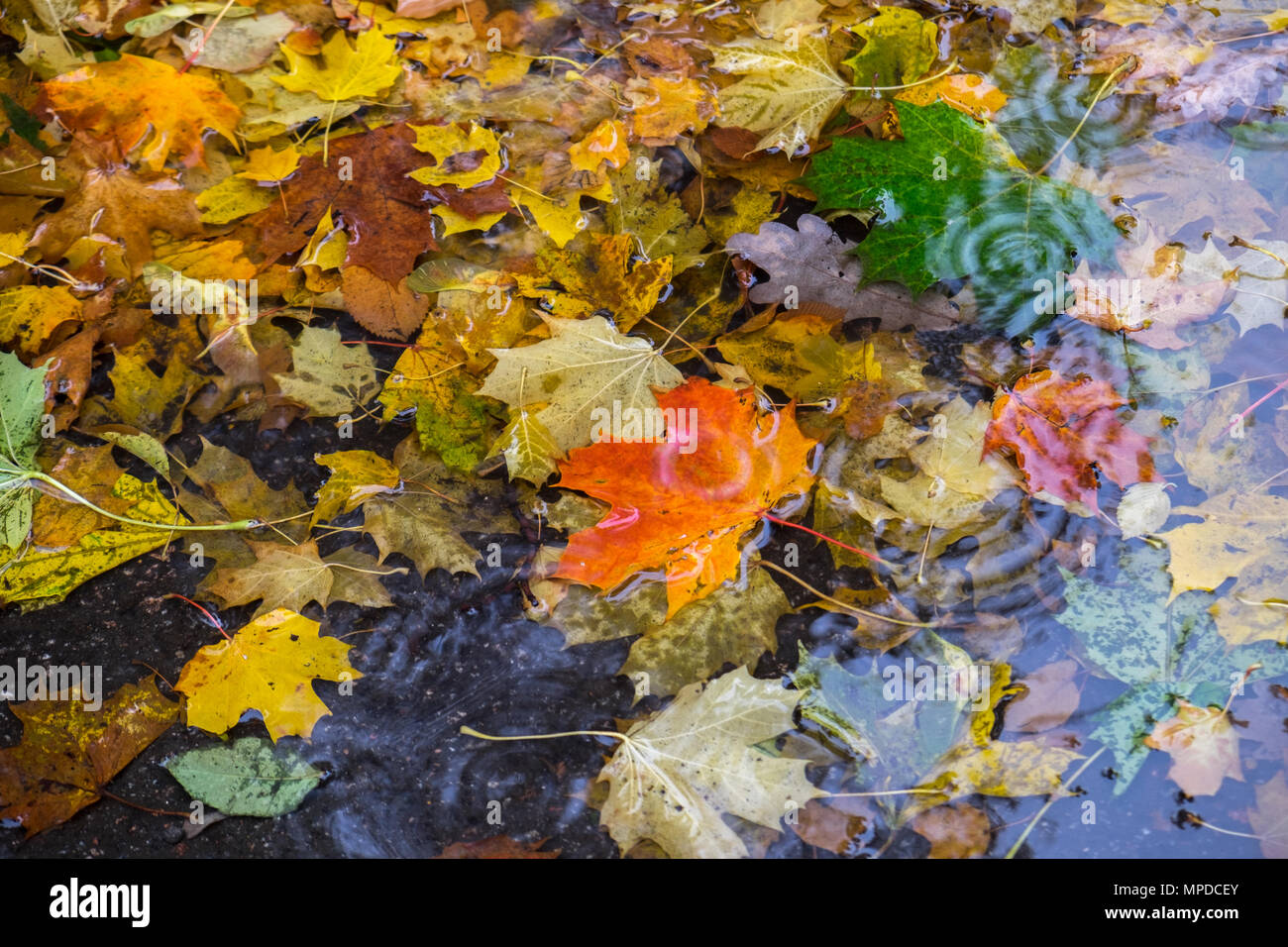 Yellow and red maple leaves in a puddle under the rain. Overcast day. Autumn mood Stock Photo ...