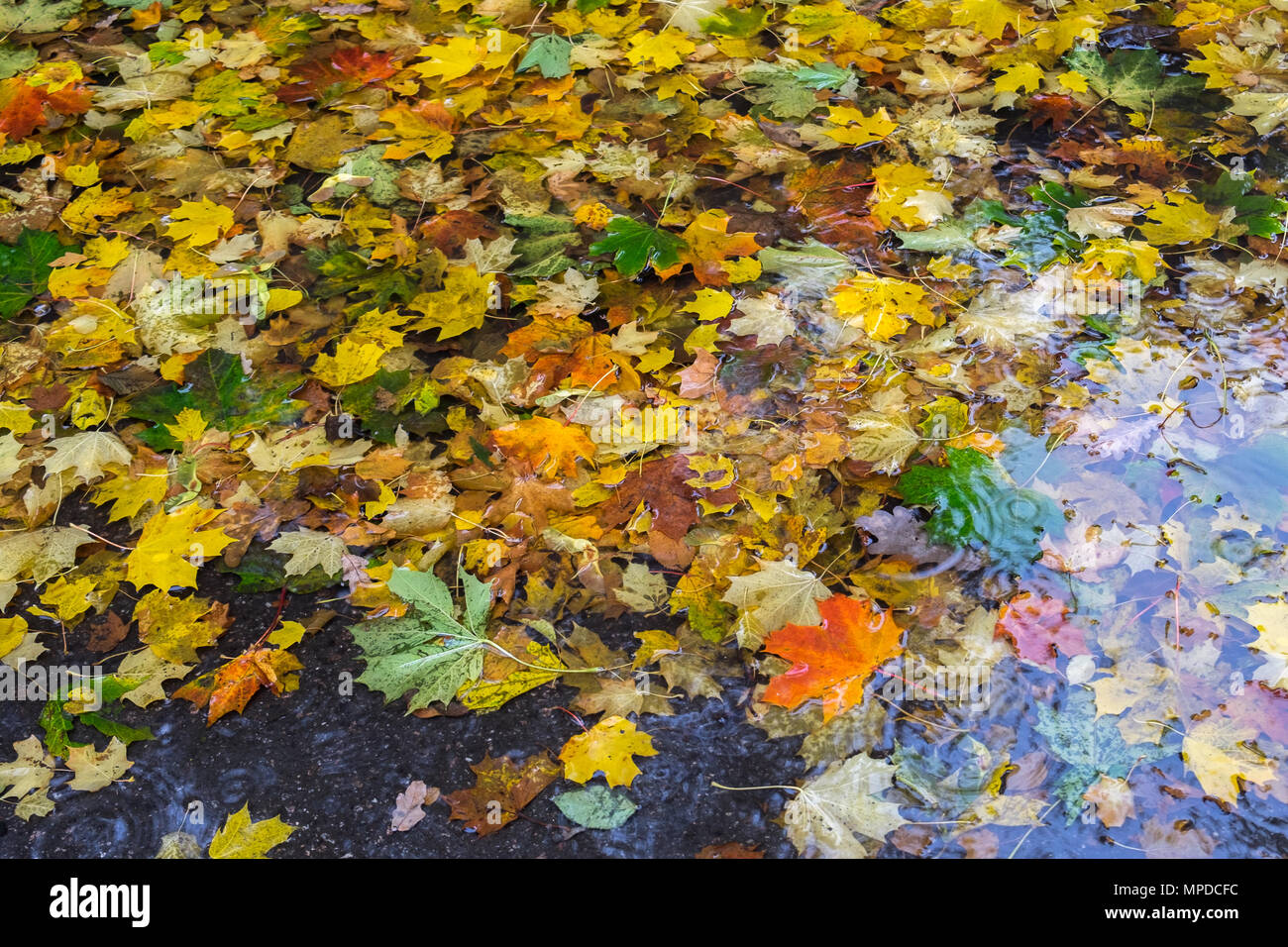 Yellow and red maple leaves in a puddle under the rain. Overcast day. Autumn mood Stock Photo ...