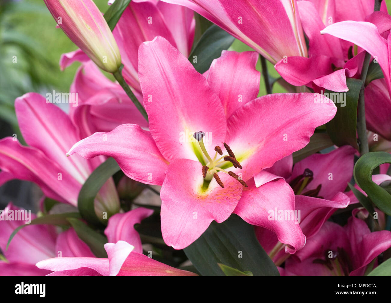 Lilium praiano hi-res stock photography and images - Alamy