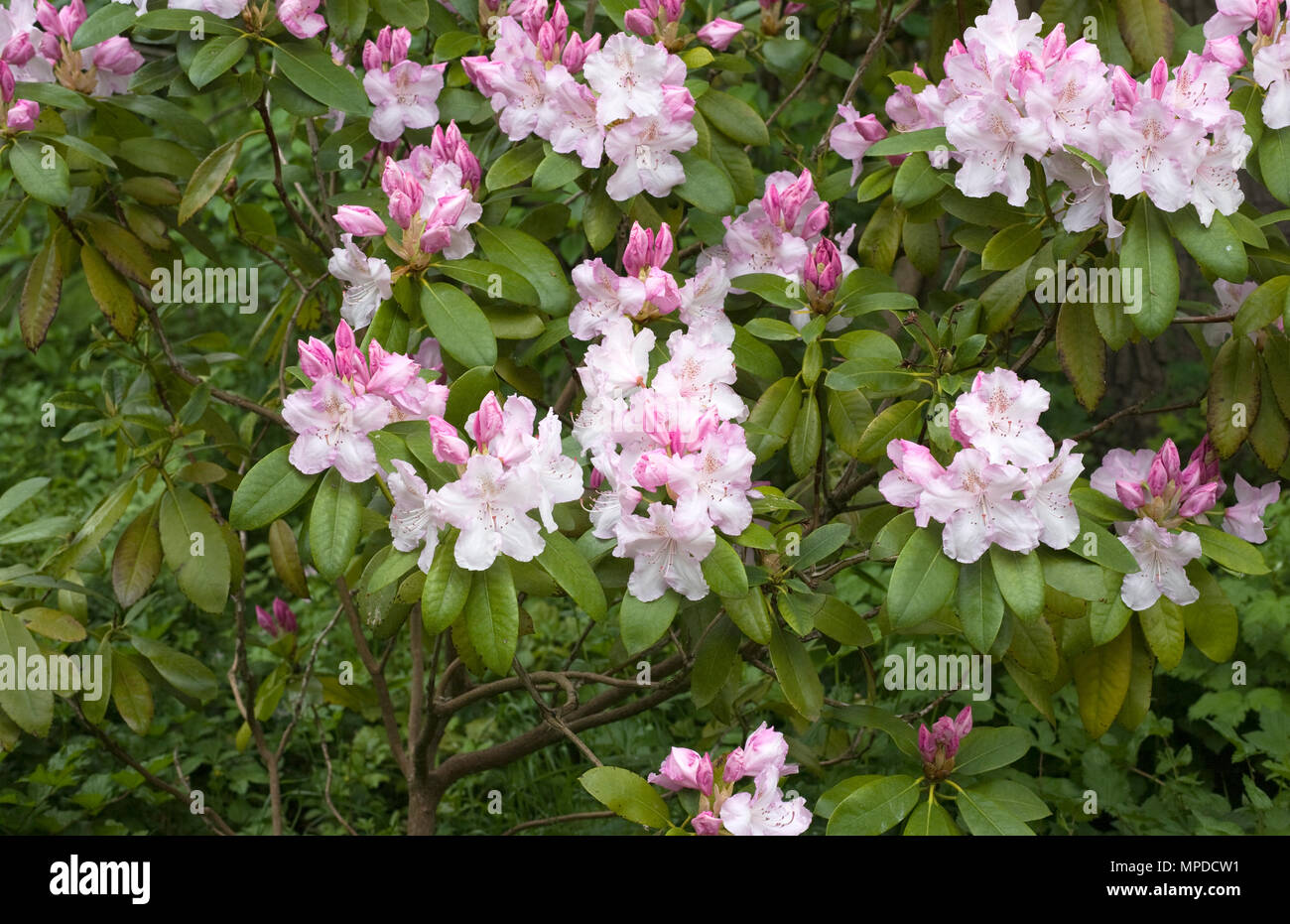 Charles flower hi-res stock photography and images - Alamy