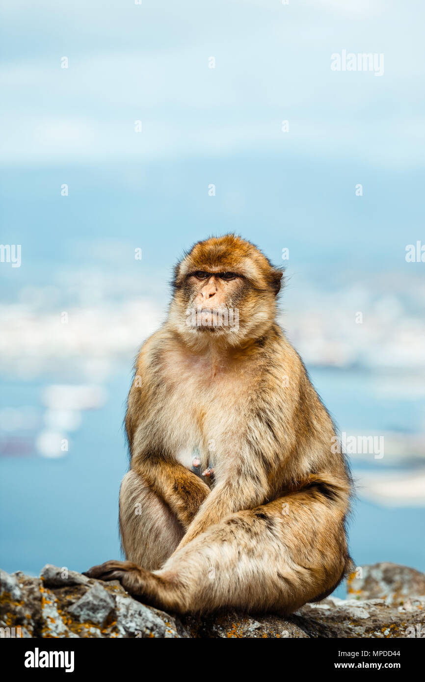 Portrait of a wild female macaque. Macaques are one of the most famous ...