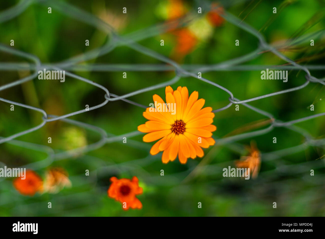 Yellow flower field vintage retro hi-res stock photography and images ...
