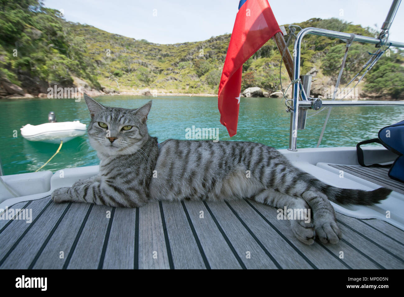 Steelo the Sailor Cat Stock Photo - Alamy