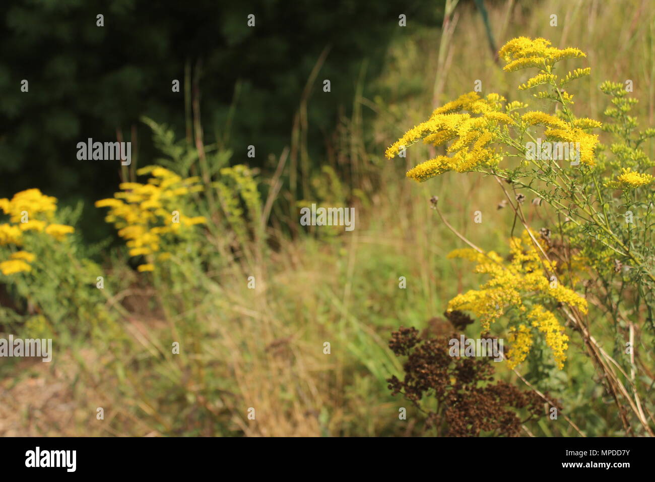 Early golden rod hi-res stock photography and images - Alamy