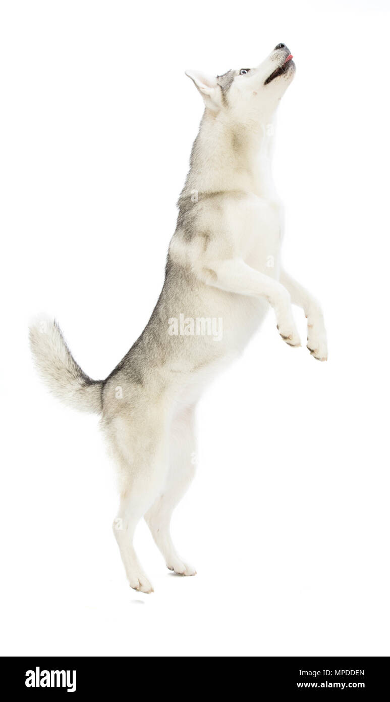 Siberian Husky jumping on his two hind legs on white background Stock ...