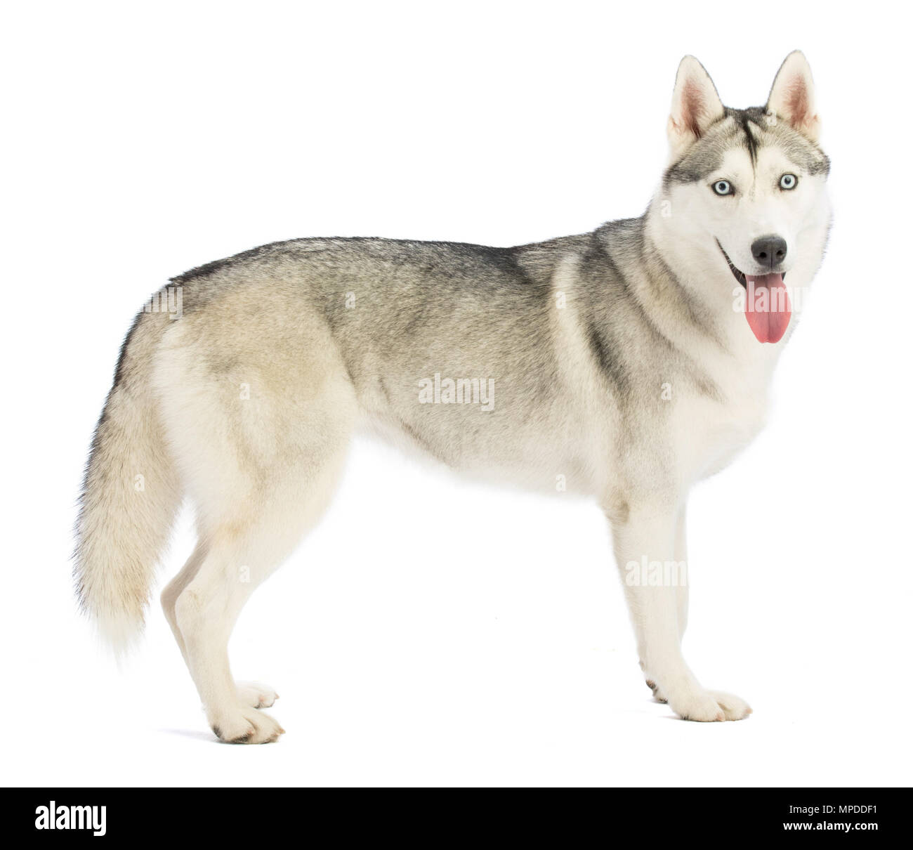 Siberian Husky standing in profile looking from the front on white ...