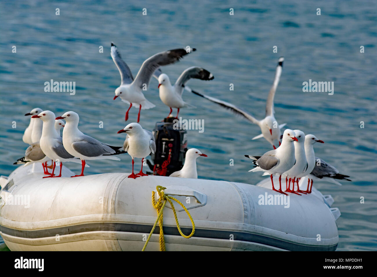 Coastal seabirds hi-res stock photography and images - Alamy