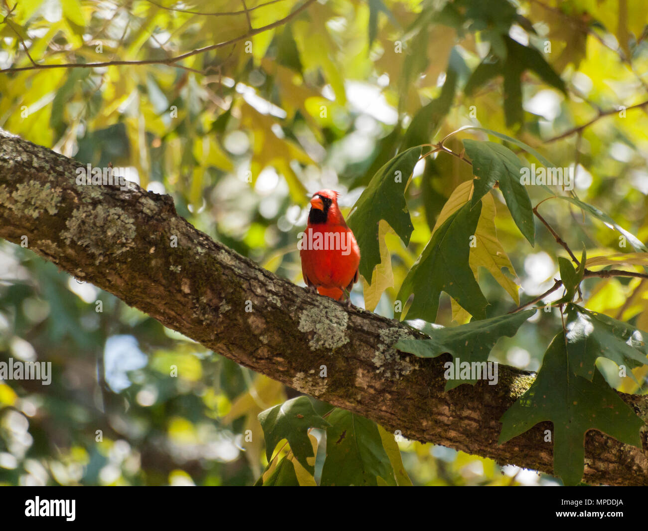 Cardinal sitting on a tree limb Stock Photo - Alamy