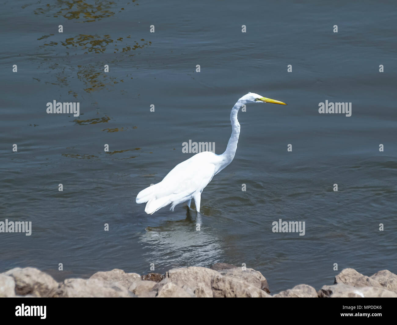Elegant white egret hi-res stock photography and images - Alamy