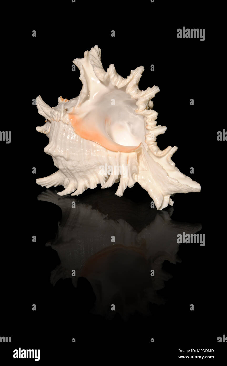 Spiral Seashell Black White High Resolution Stock Photography and ...
