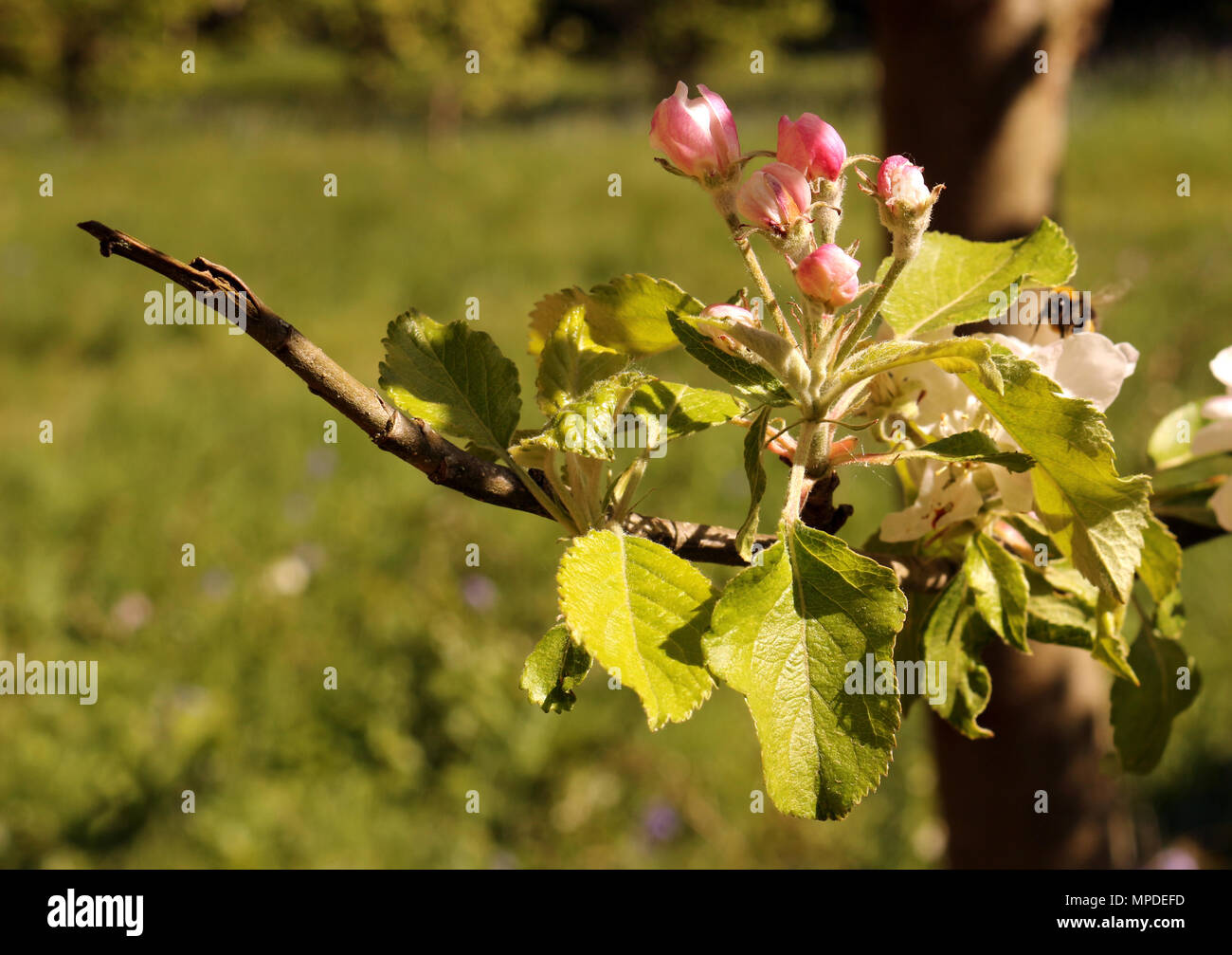 Pink Apple Blossom on a Tree in Spring Stock Photo - Alamy