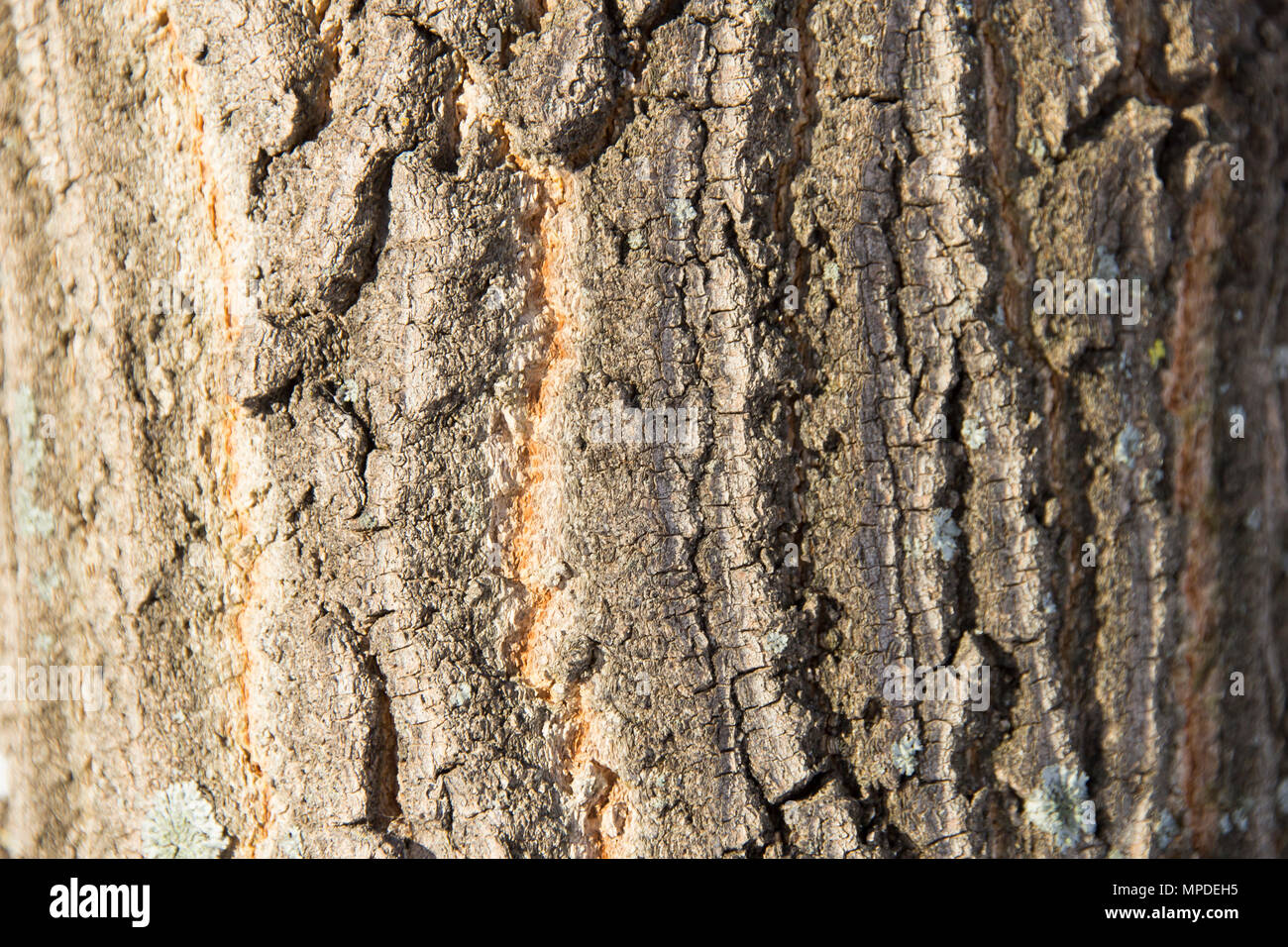 Texture of tree bark brown bumps and cracks in sunlight close-up Stock ...