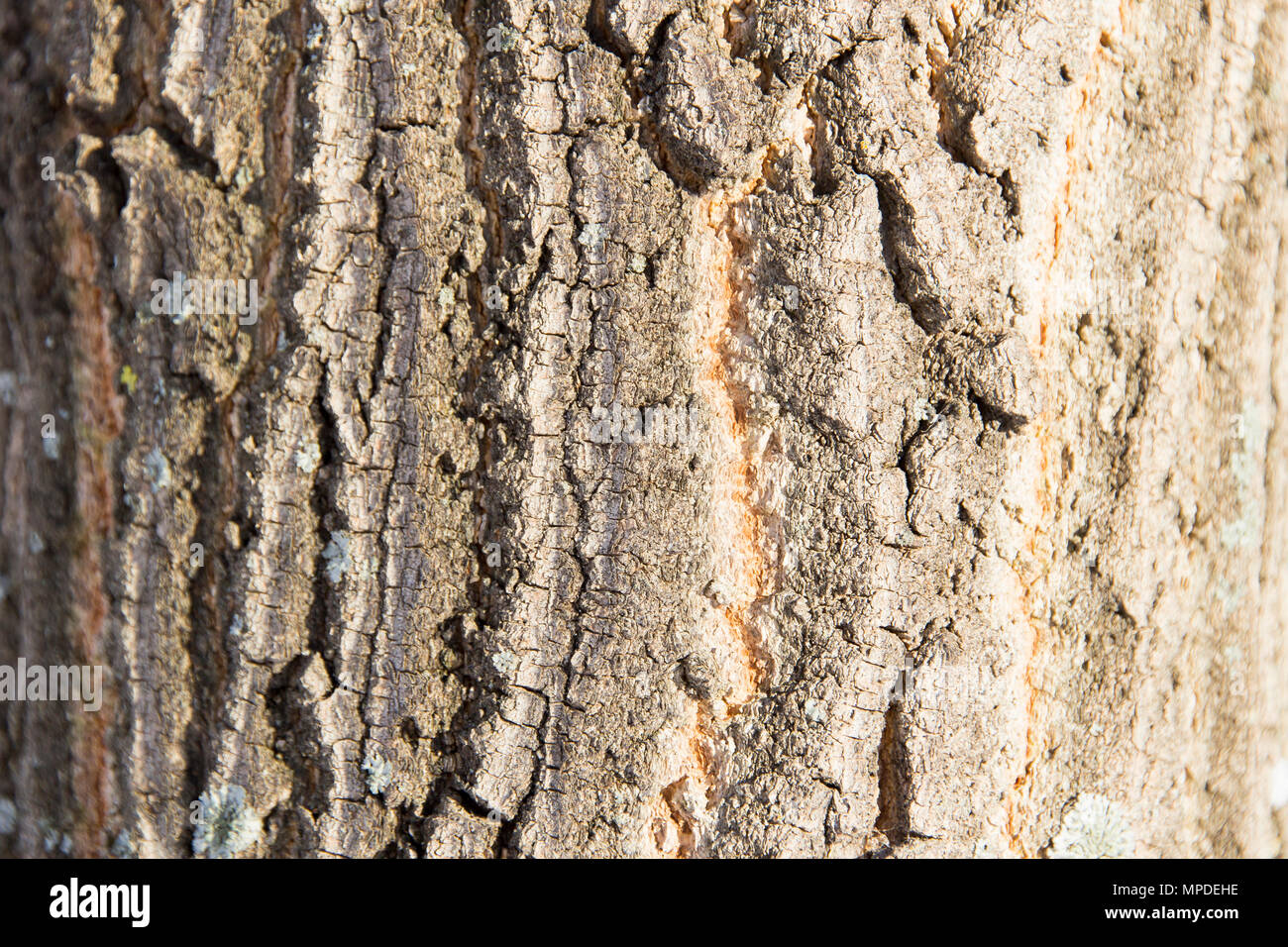 Texture of tree bark brown bumps and cracks in sunlight close-up Stock ...