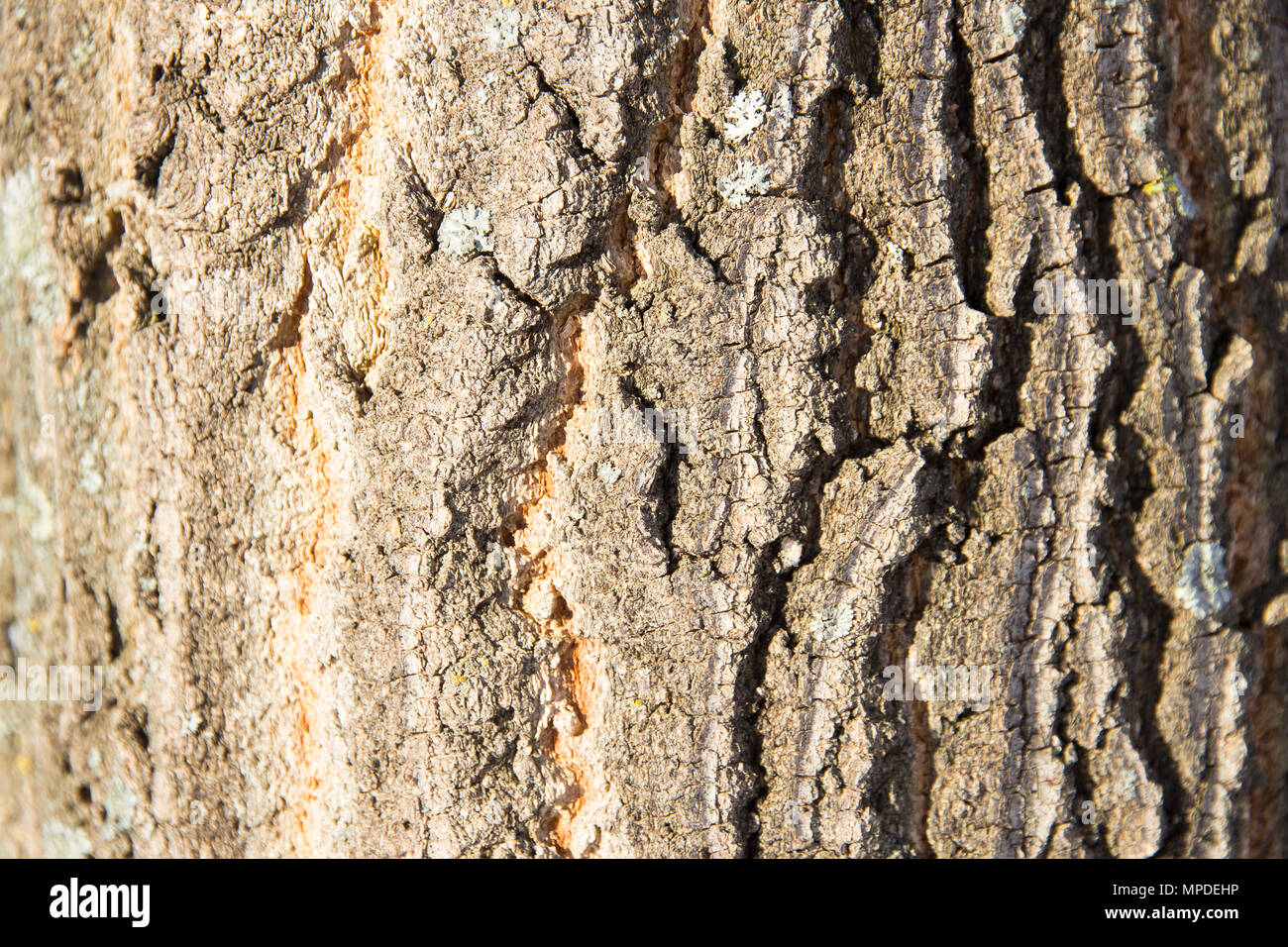 Texture of tree bark brown bumps and cracks in sunlight close-up Stock ...