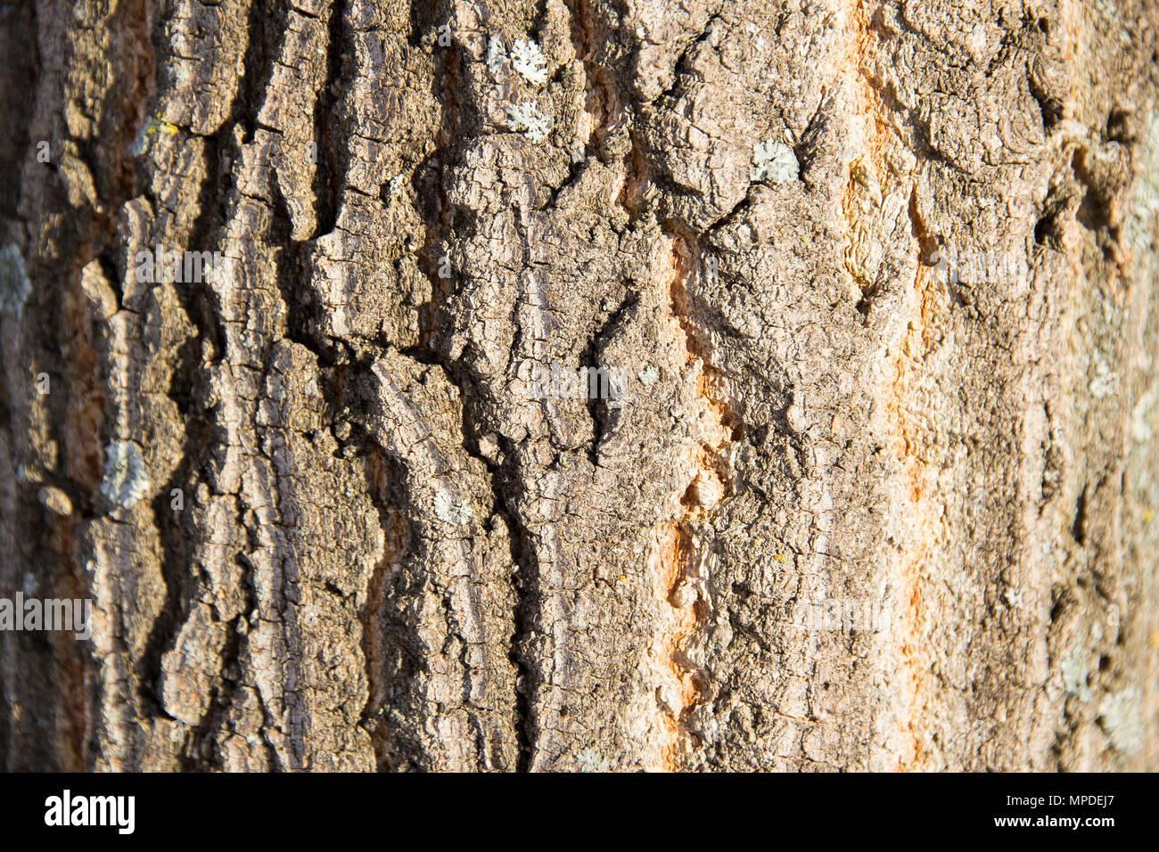 Texture of tree bark brown bumps and cracks in sunlight close-up Stock ...