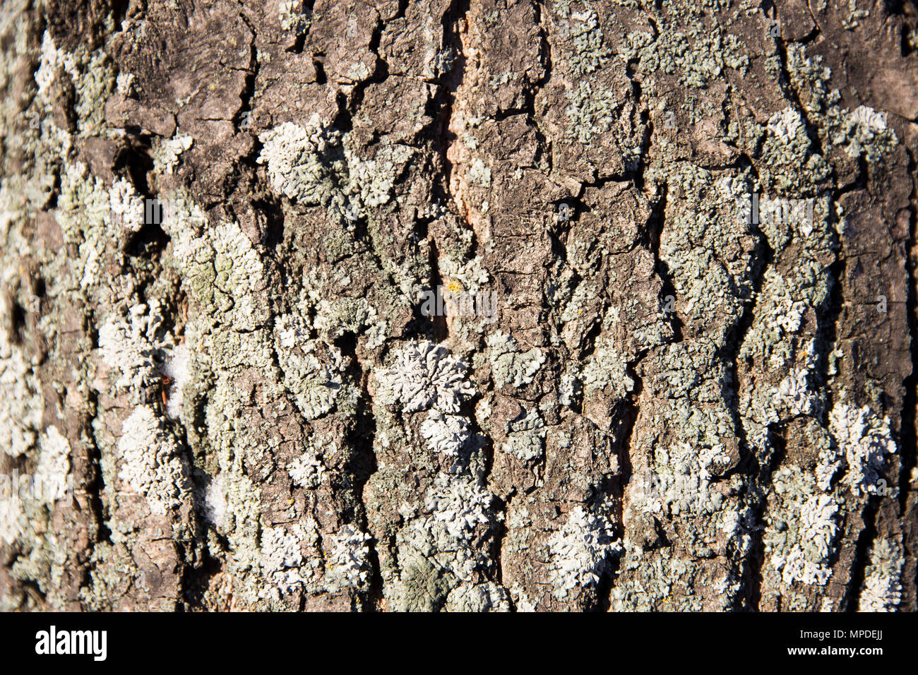 Texture of tree bark brown bumps and cracks in sunlight close-up Stock ...