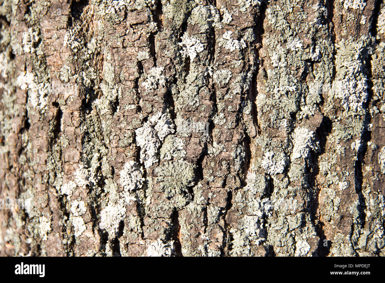 Texture of tree bark brown bumps and cracks in sunlight close-up Stock ...