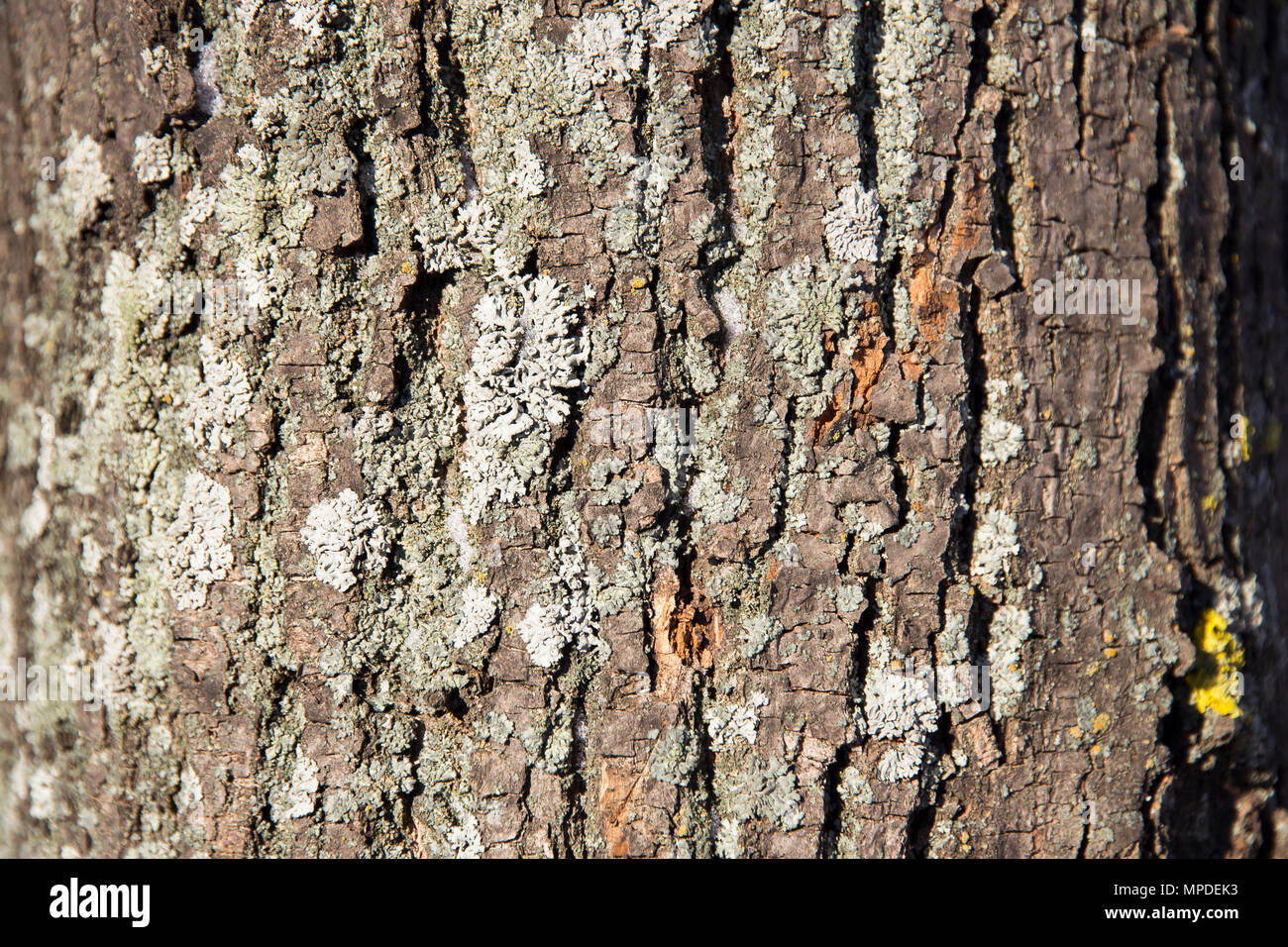 Texture of tree bark brown bumps and cracks in sunlight close-up Stock ...