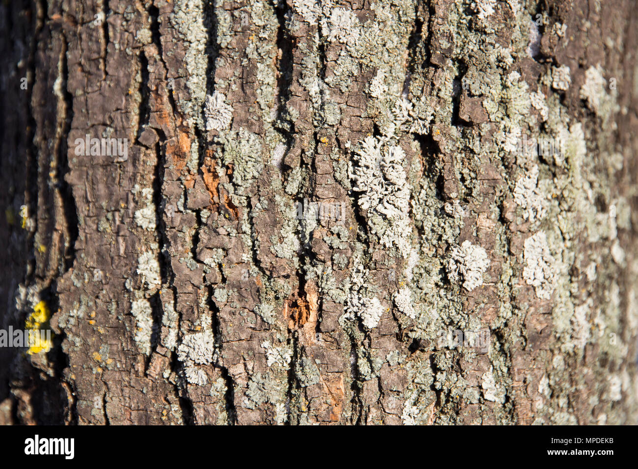 Texture of tree bark brown bumps and cracks in sunlight close-up Stock ...