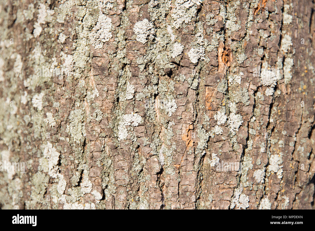 Texture of tree bark brown bumps and cracks in sunlight close-up Stock ...