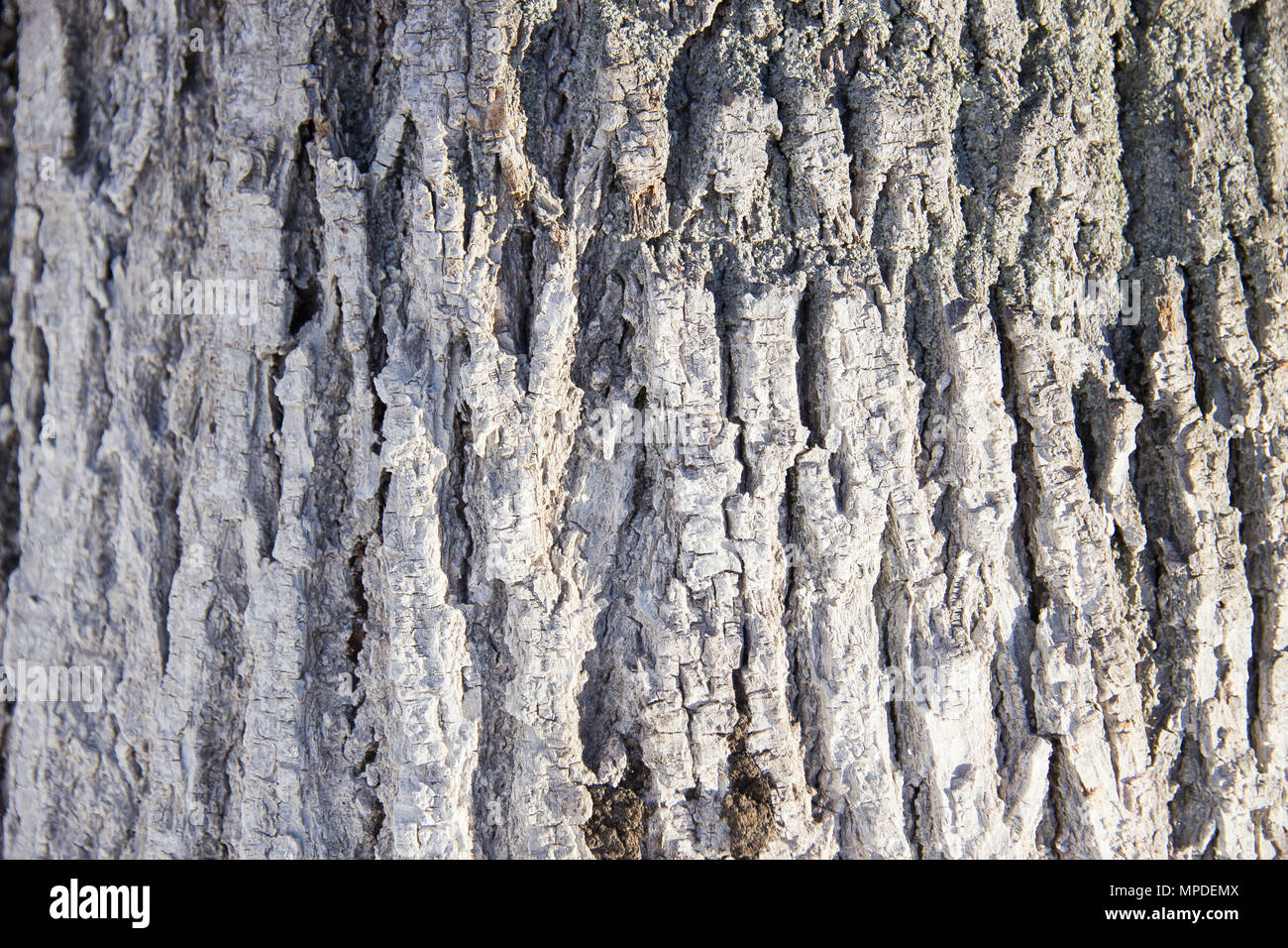 Texture of tree bark brown bumps and cracks in sunlight close-up Stock ...