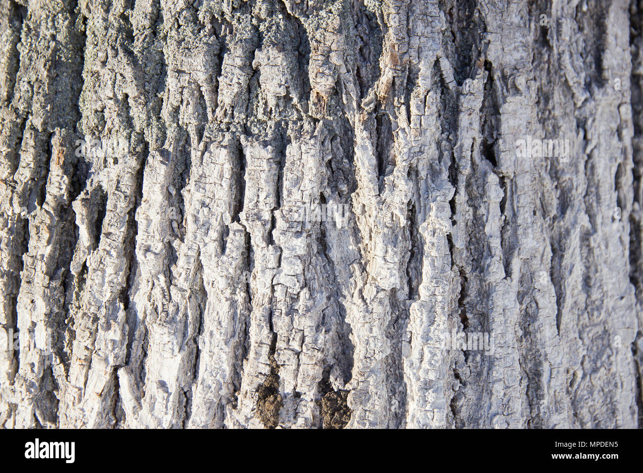 Texture of tree bark brown bumps and cracks in sunlight close-up Stock ...