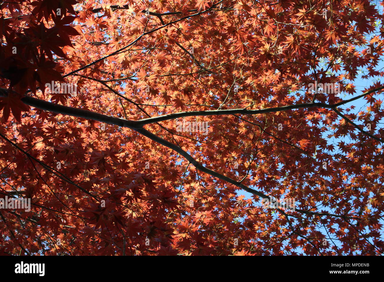 red spring leaves Stock Photo - Alamy