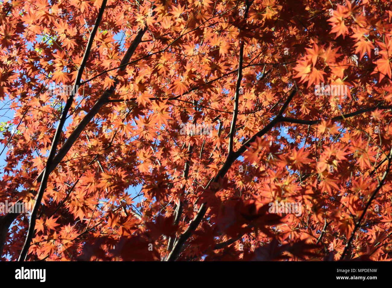 red spring leaves Stock Photo - Alamy