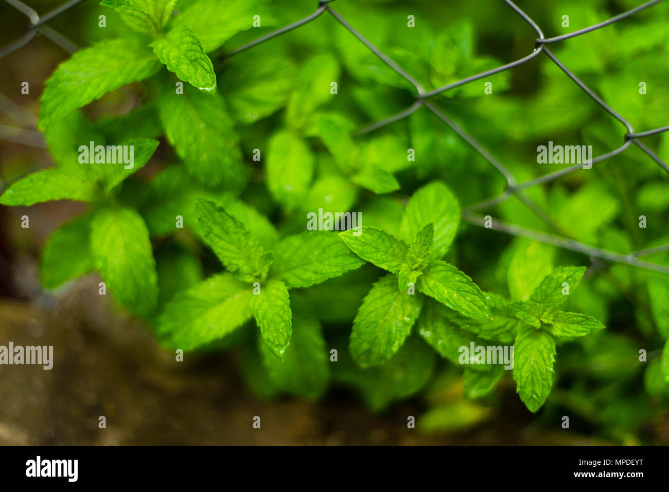 Healthy peppermint hi-res stock photography and images - Alamy