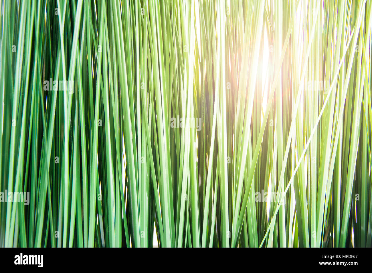 Green leaves of synthetic vertical reeds through which sunlight breaks ...