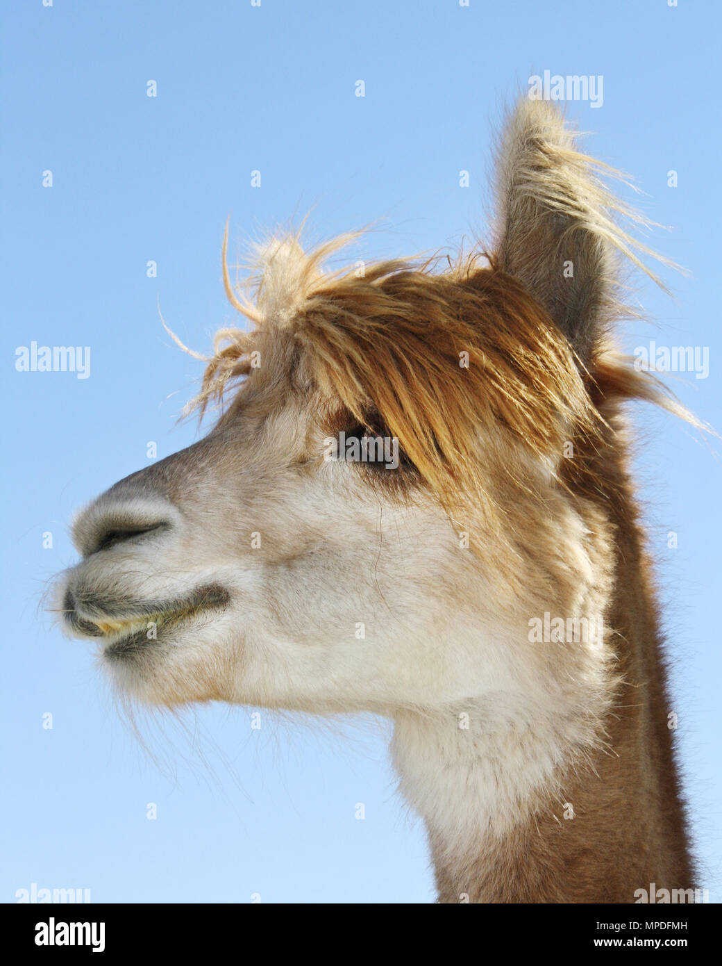 Alpaca with a Toupee Side view Stock Photo - Alamy