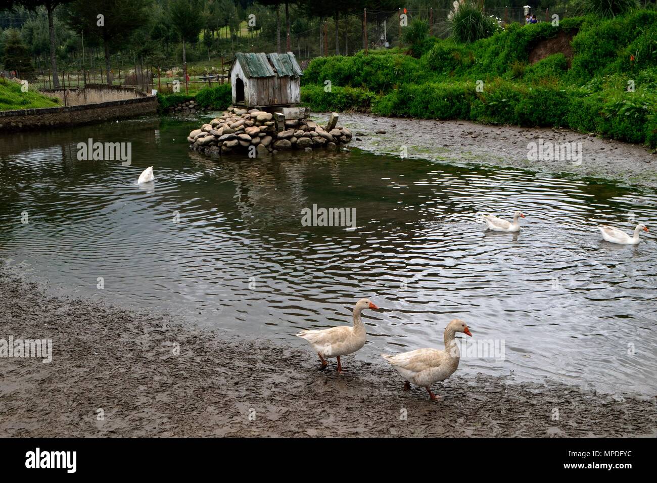 Pond geese - Zoo in GRANJA PORCON - Evangelical cooperative ...