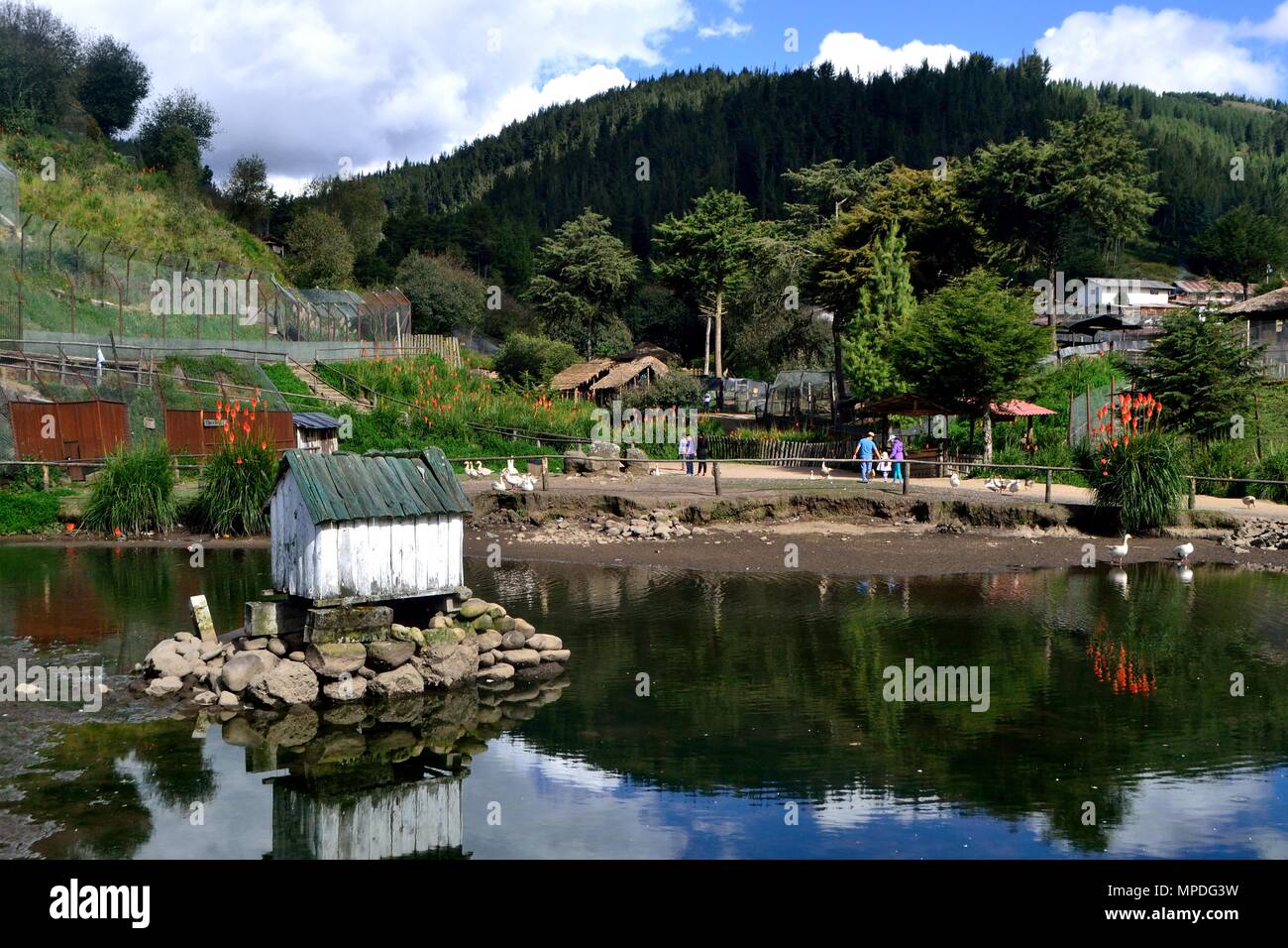 Andean geese hi-res stock photography and images - Alamy