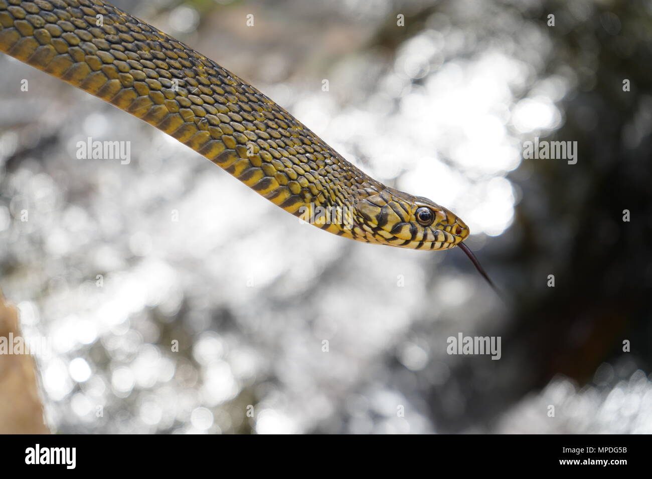 Rat Snake with water stream in background Stock Photo - Alamy