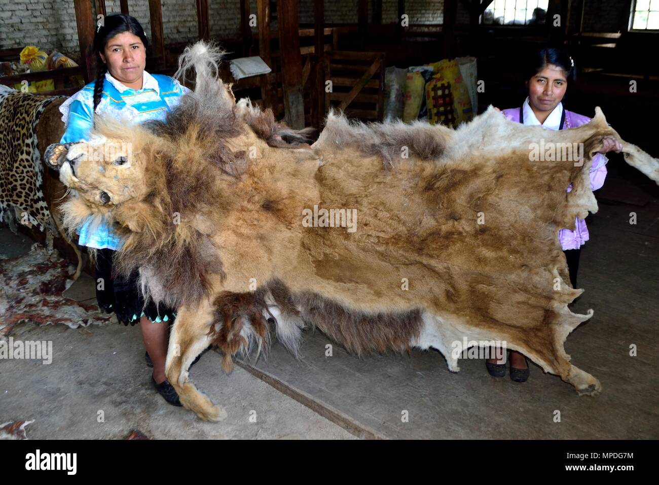 Lion skin hi-res stock photography and images - Alamy