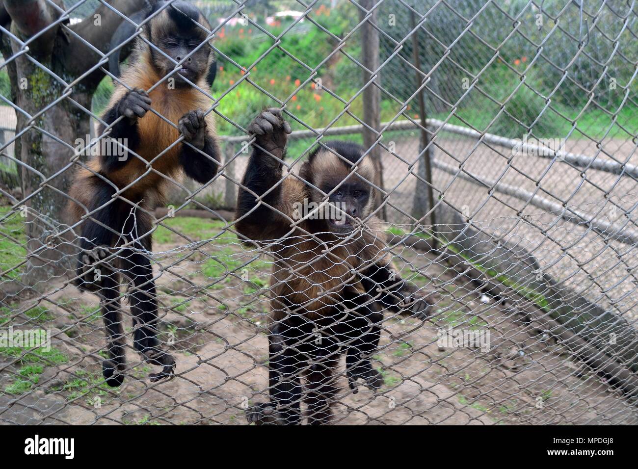 Maquizapa Monkey jail - Zoo in GRANJA PORCON - Evangelical cooperative ...