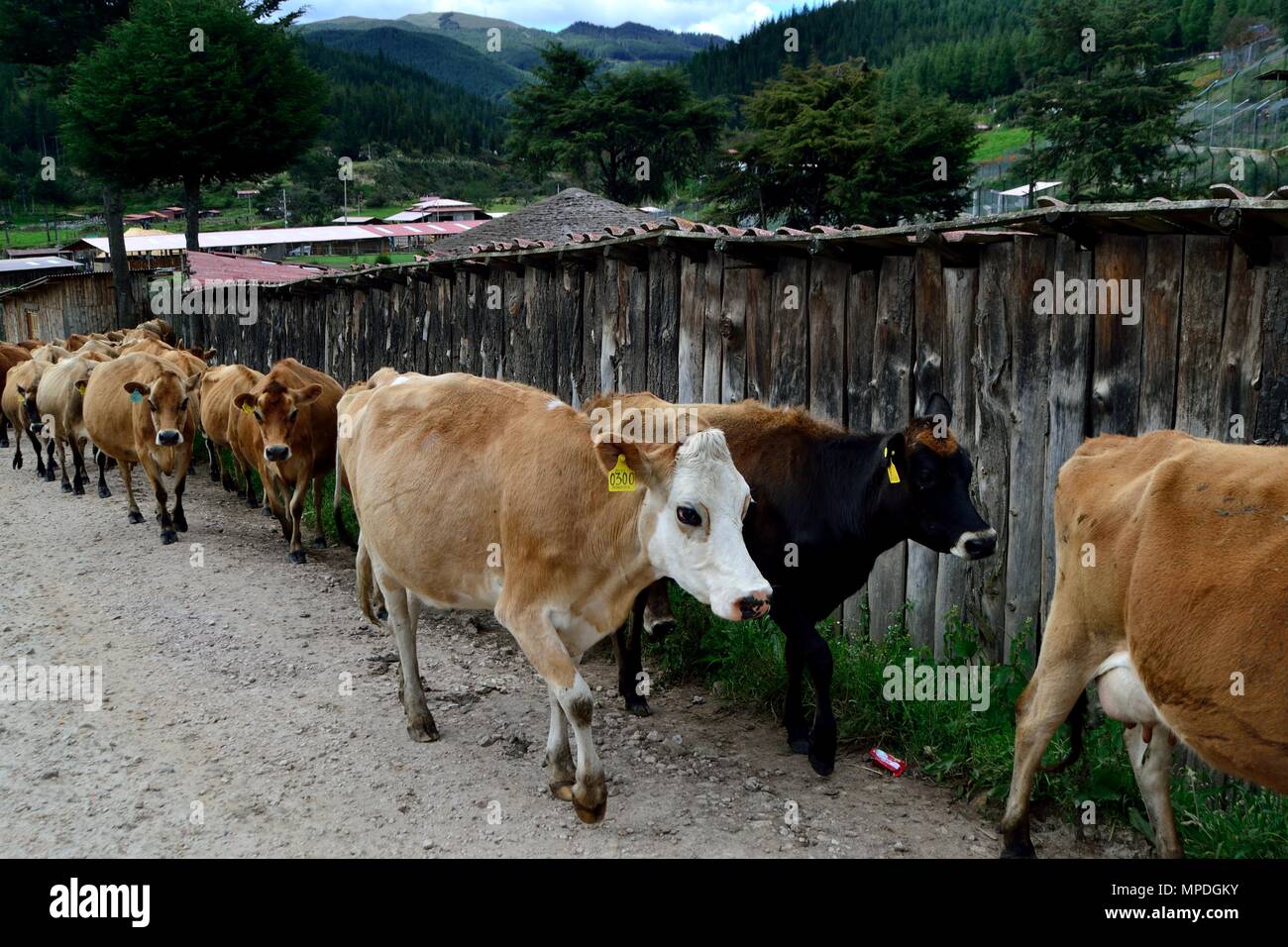 Peruvian woman cow hi-res stock photography and images - Alamy