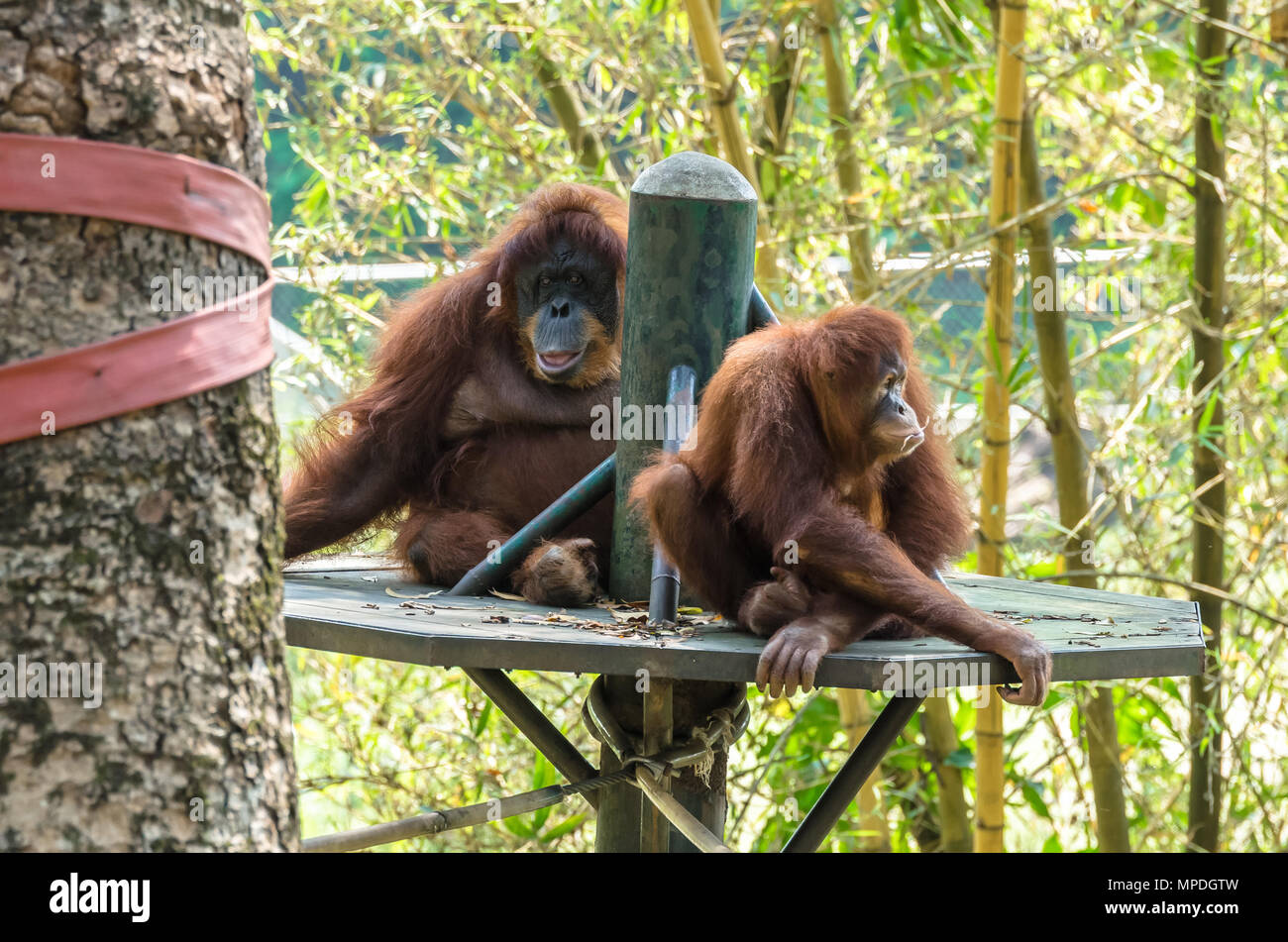 Orang utan pongo pygmaeus zoo hi-res stock photography and images - Alamy
